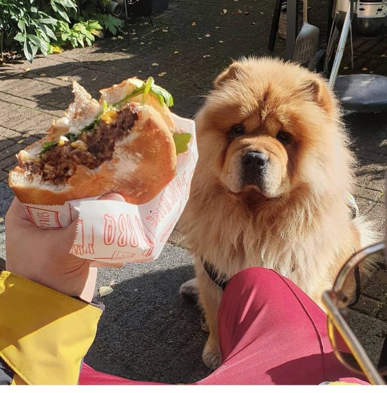 14 Funny Chow Chow Pictures That Will Make Your Day Happy | Page 2 of 3 ...