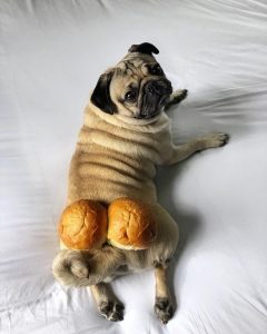14 Funny Pugs That Love Food And Everything Related To It | PetPress