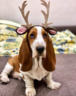 The 16 Internet's Most Hilarious Basset Hounds | PetPress
