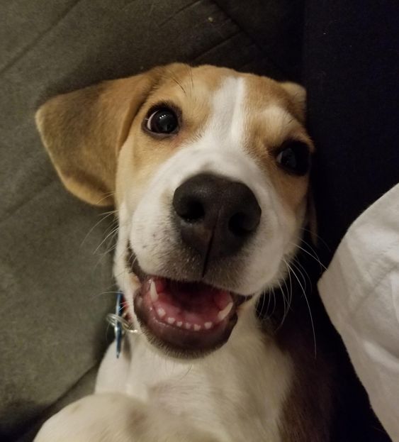 14 Beagles Who Love Smile | PetPress
