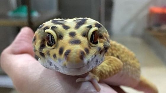 Gecko Names - Over 300 Inspiring Ideas For Naming Your Gecko - PetPress