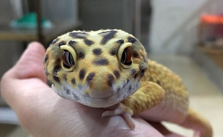 410 Best Leopard Gecko Names For Male And Female - PetPress
