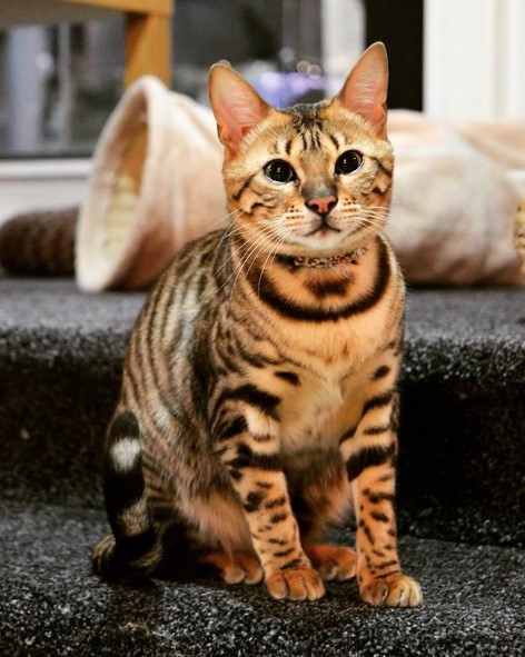 14 General Characteristics Of Toyger Cats | Page 2 of 3 | PetPress