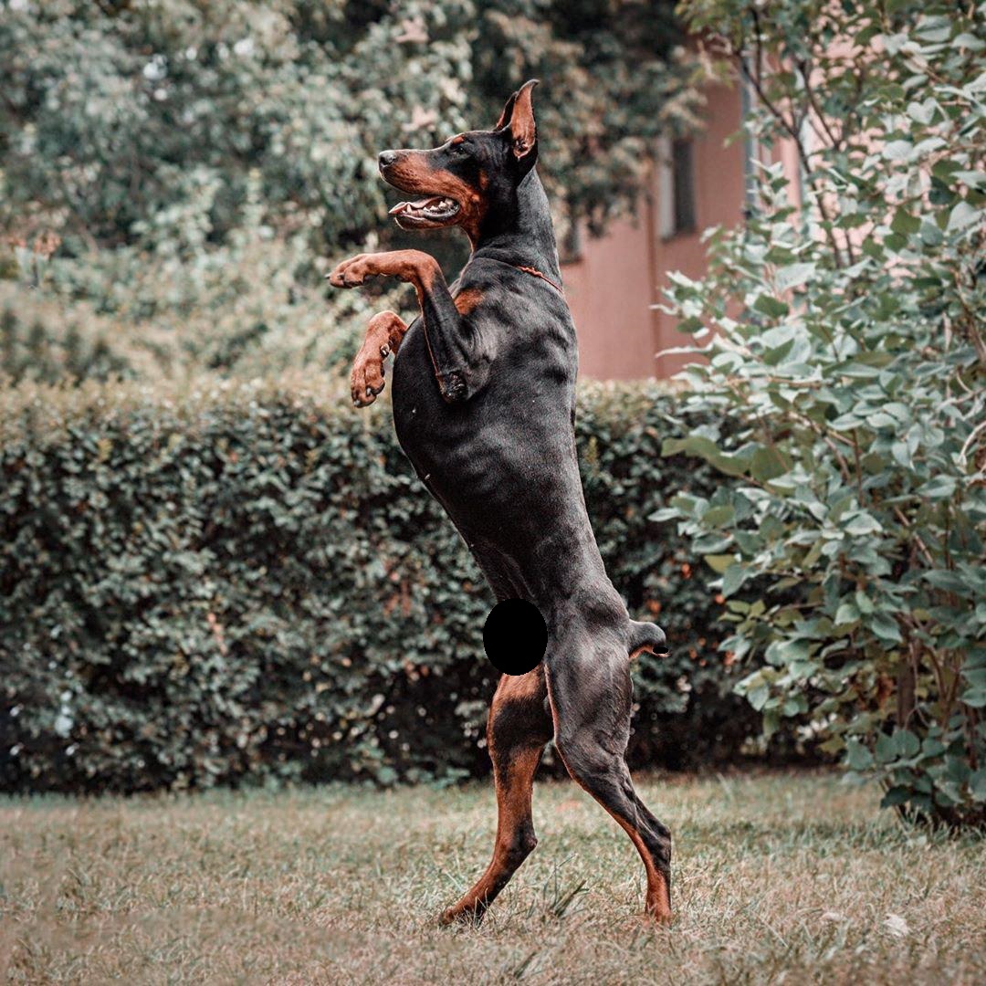 16 Dobermans Who Prove That Even These Dogs Can Be Very Cute | Page 2 ...
