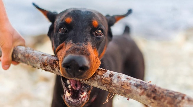 16 Dobermans Who Prove That Even These Dogs Can Be Very Cute - PetPress