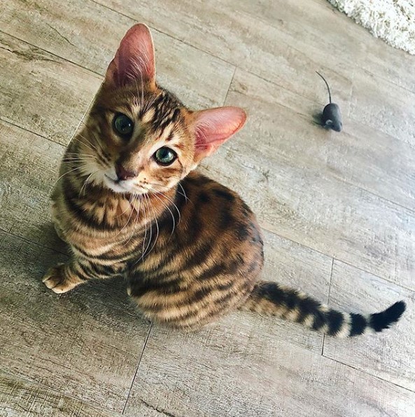 14 General Characteristics Of Toyger Cats | PetPress