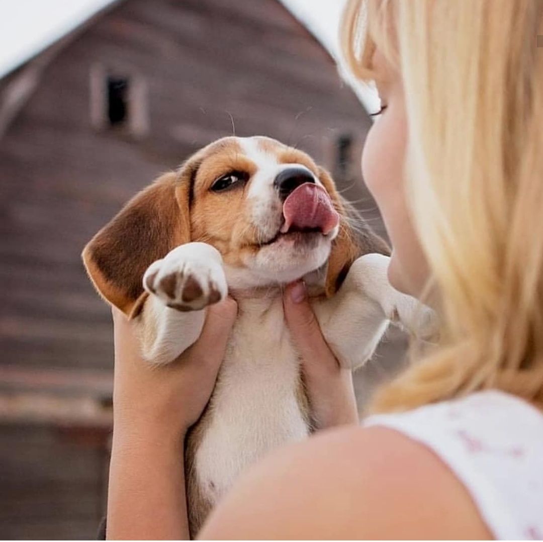 15 Things Beagle Loves To Do | Page 2 of 3 | PetPress