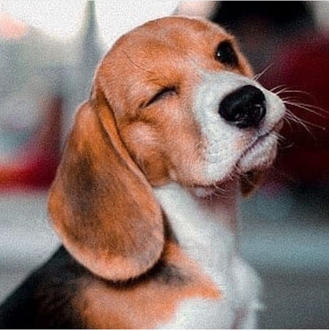 15 Things Beagle Loves To Do | Page 2 of 3 | PetPress