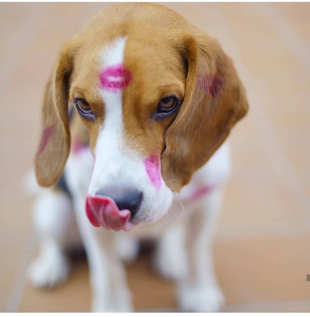 15 Things Beagle Loves To Do | PetPress