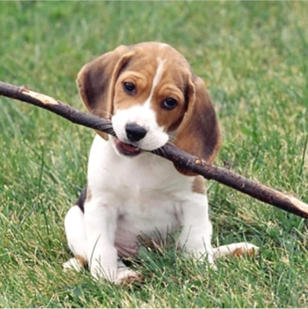 15 Things Beagle Loves To Do | PetPress