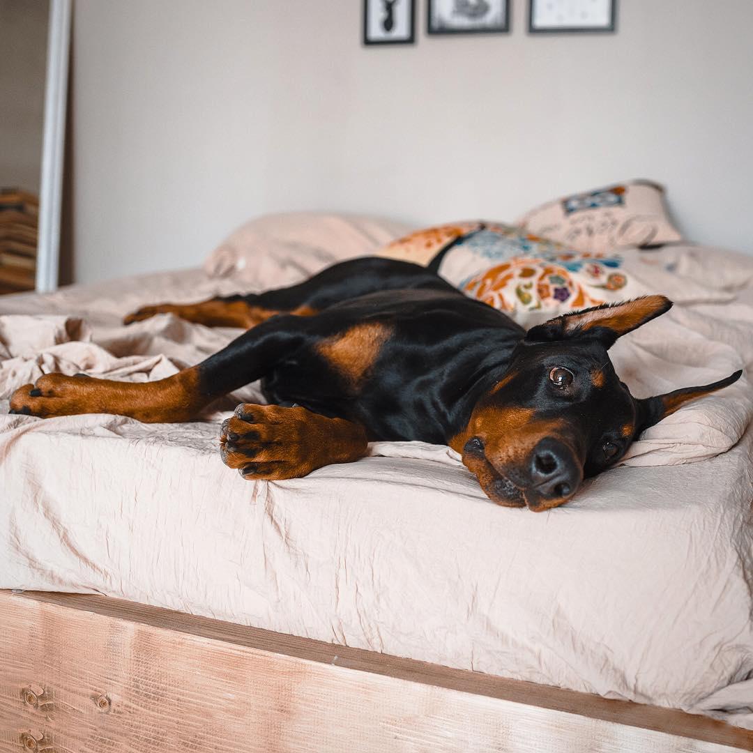 16 Dobermans Who Prove That Even These Dogs Can Be Very Cute | Page 2 ...