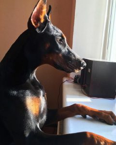 16 Dobermans Who Prove That Even These Dogs Can Be Very Cute | PetPress
