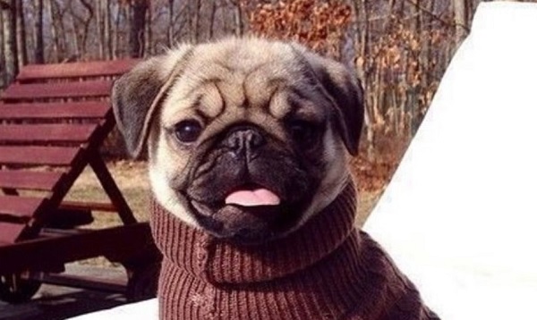 17 Fascinating Pictures Of Fashionable Pugs - PetPress