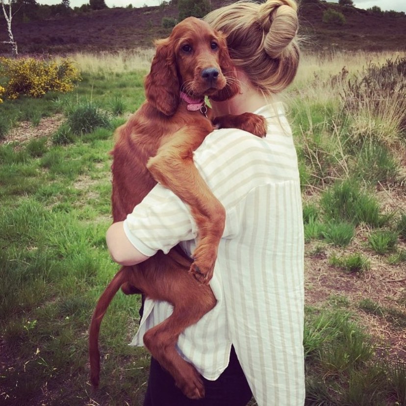 14 Fun Facts About the Irish Setter | PetPress