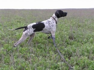 14 Facts All Pointer Owners Should Know | PetPress