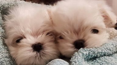 14 Reasons Why You Should Never Own Maltese Dogs | PetPress