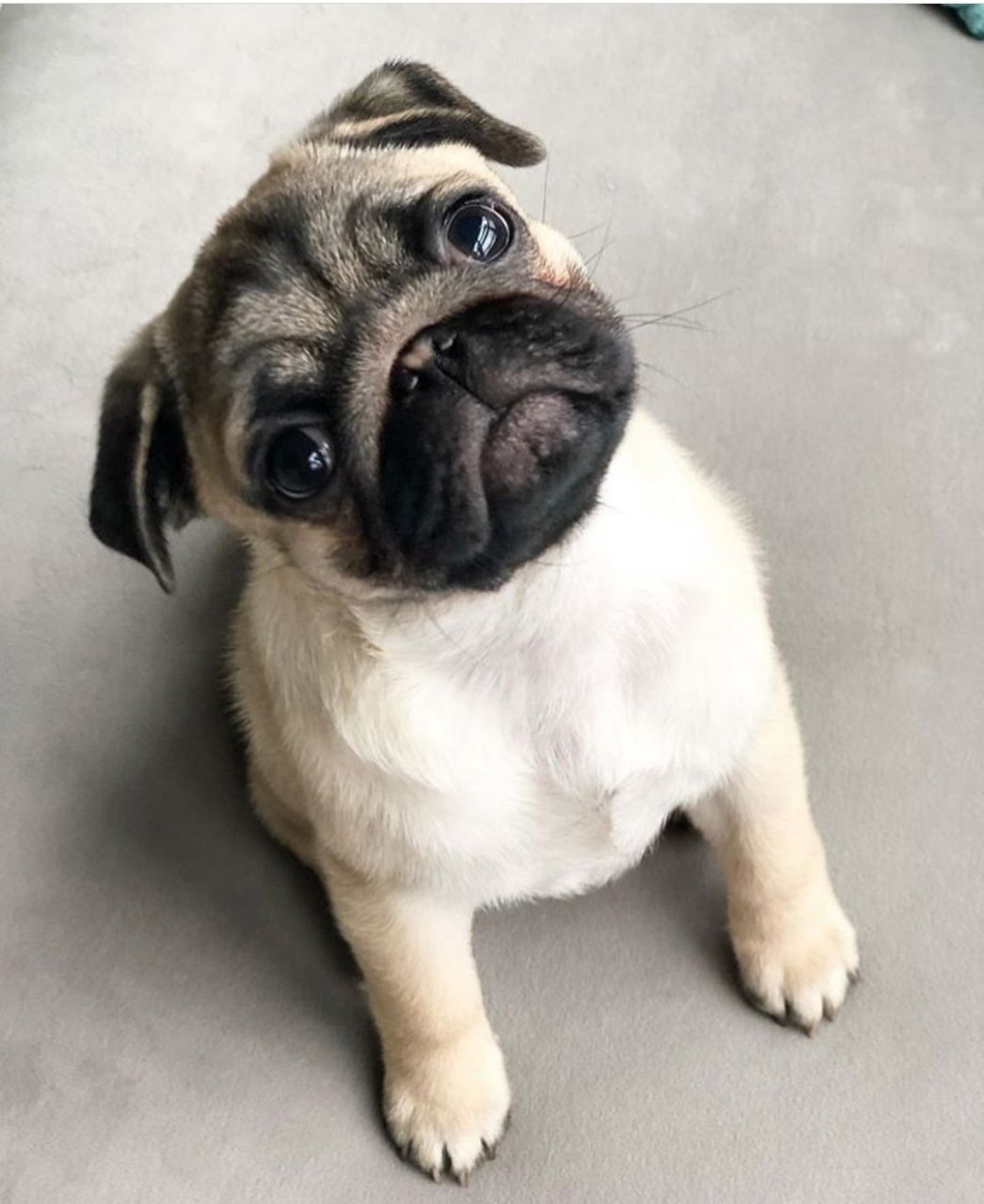 14 Pictures Of Pugs That Are Fond Of Food | PetPress