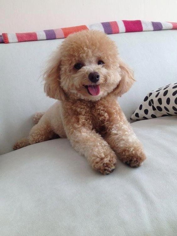 14 Amazing Pictures Of Toy Poodles That Are Just Too Cute - Page 3 of 3 ...