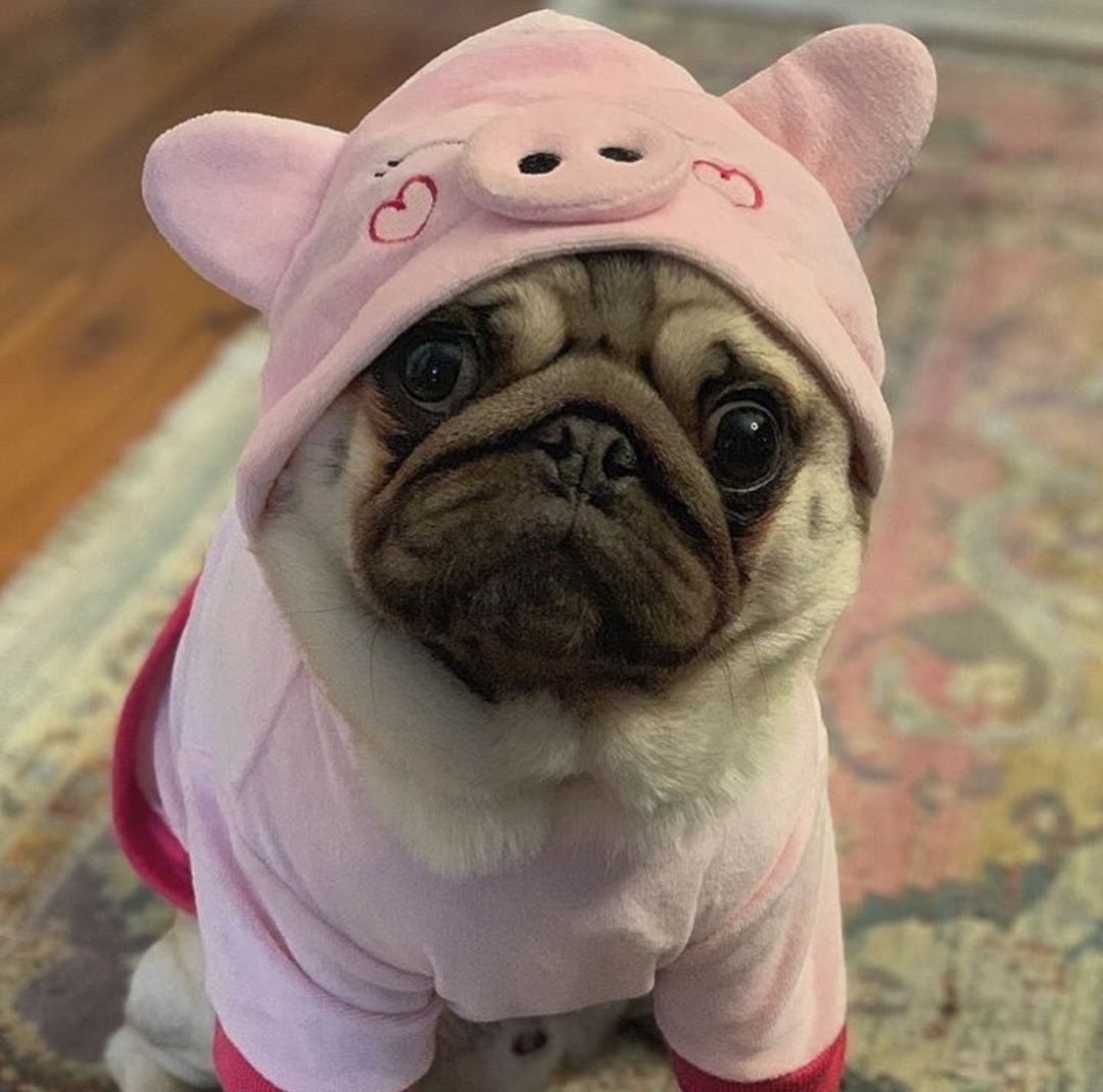 17 Fascinating Pictures Of Fashionable Pugs | Page 2 of 3 | PetPress