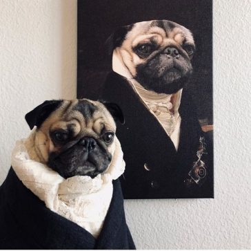 17 Fascinating Pictures Of Fashionable Pugs | PetPress