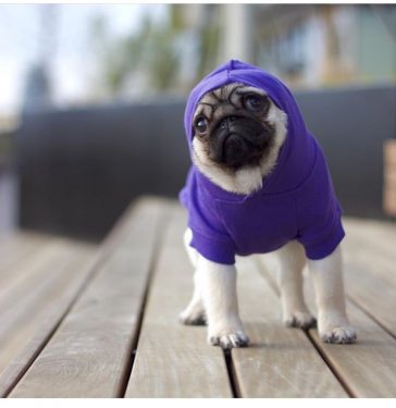 17 Fascinating Pictures Of Fashionable Pugs | PetPress