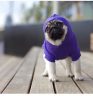 17 Fascinating Pictures Of Fashionable Pugs | PetPress