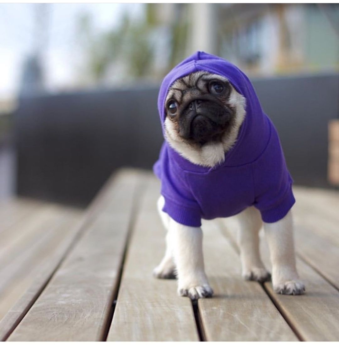 17 Fascinating Pictures Of Fashionable Pugs | PetPress