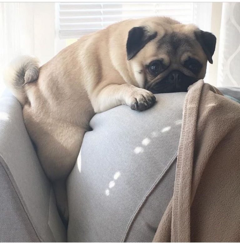 17 Fascinating Pictures Of Fashionable Pugs | PetPress