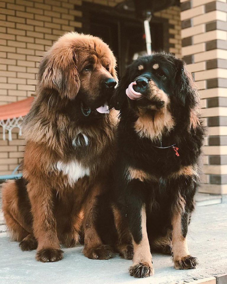 14 Photos That Will Tell What It Feels To Live With A Tibetan Mastiff ...
