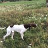 14 Interesting And Fun Facts About English Pointers | PetPress