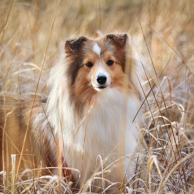 14 Facts That Shetland Sheepdog People Know by Heart | PetPress