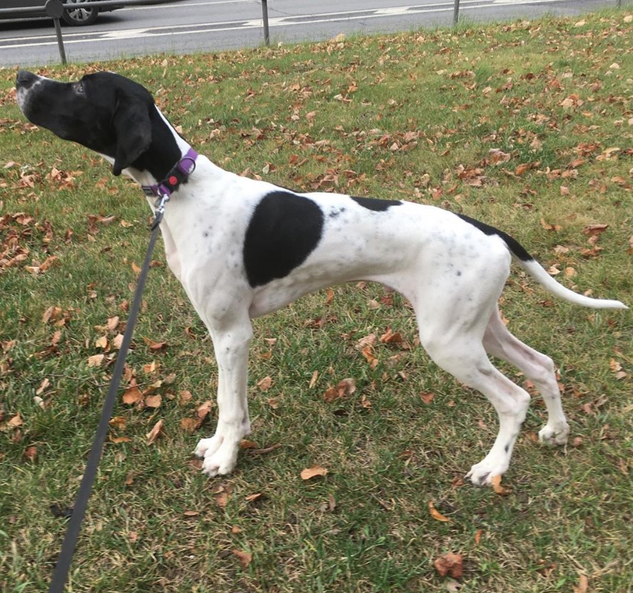 14 Interesting And Fun Facts About English Pointers | Page 2 of 3 ...