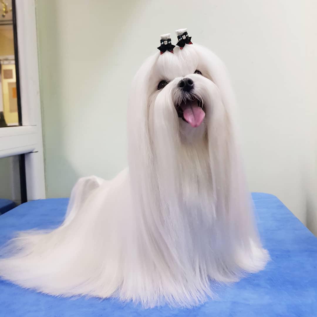 14 Incredibly Lovely Photos of Maltese Dogs | PetPress