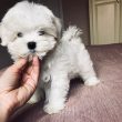 14 Incredibly Lovely Photos of Maltese Dogs | PetPress