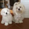 14 Incredibly Lovely Photos of Maltese Dogs | PetPress