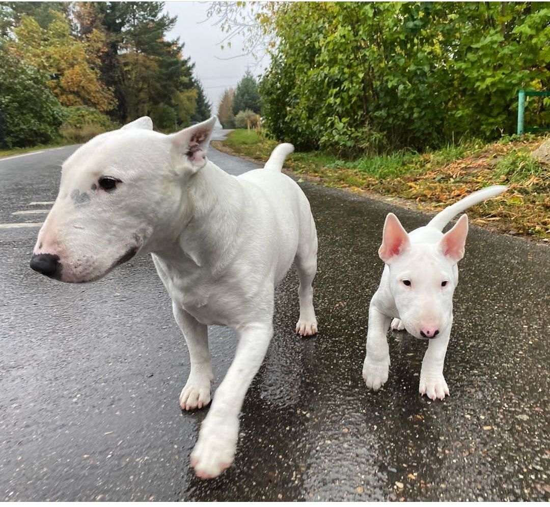 15 Lovely Pictures of Bull Terriers To Give You an Extra Boost Of ...