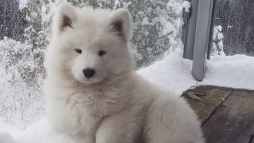 15 Pictures of Samoyed Dogs to Make Your Day | PetPress