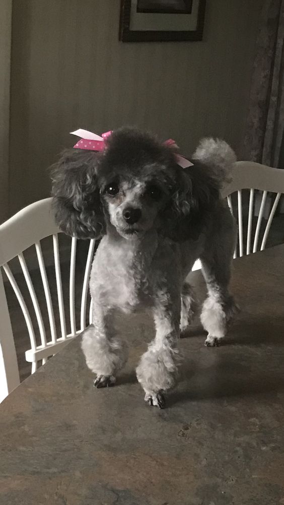 14 Cute Poodle Photos You've Ever Seen - Page 2 of 4 - PetPress