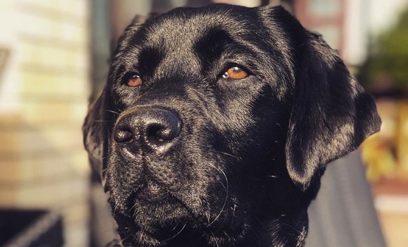 14 Reasons Labrador Retrievers are the Best Creatures in the Galaxy ...