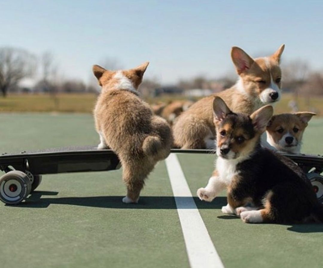 17 Hilarious Pictures Of Corgis That Will Brighten Your Day | Page 3 of ...