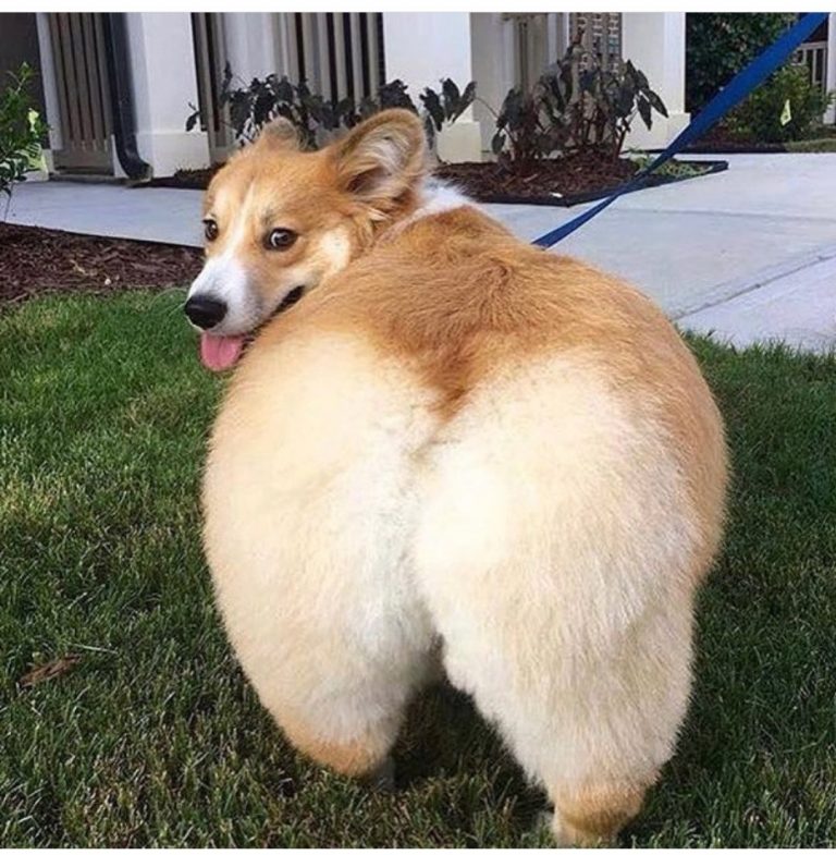 14 Corgi Photos You Will Love - PetPress