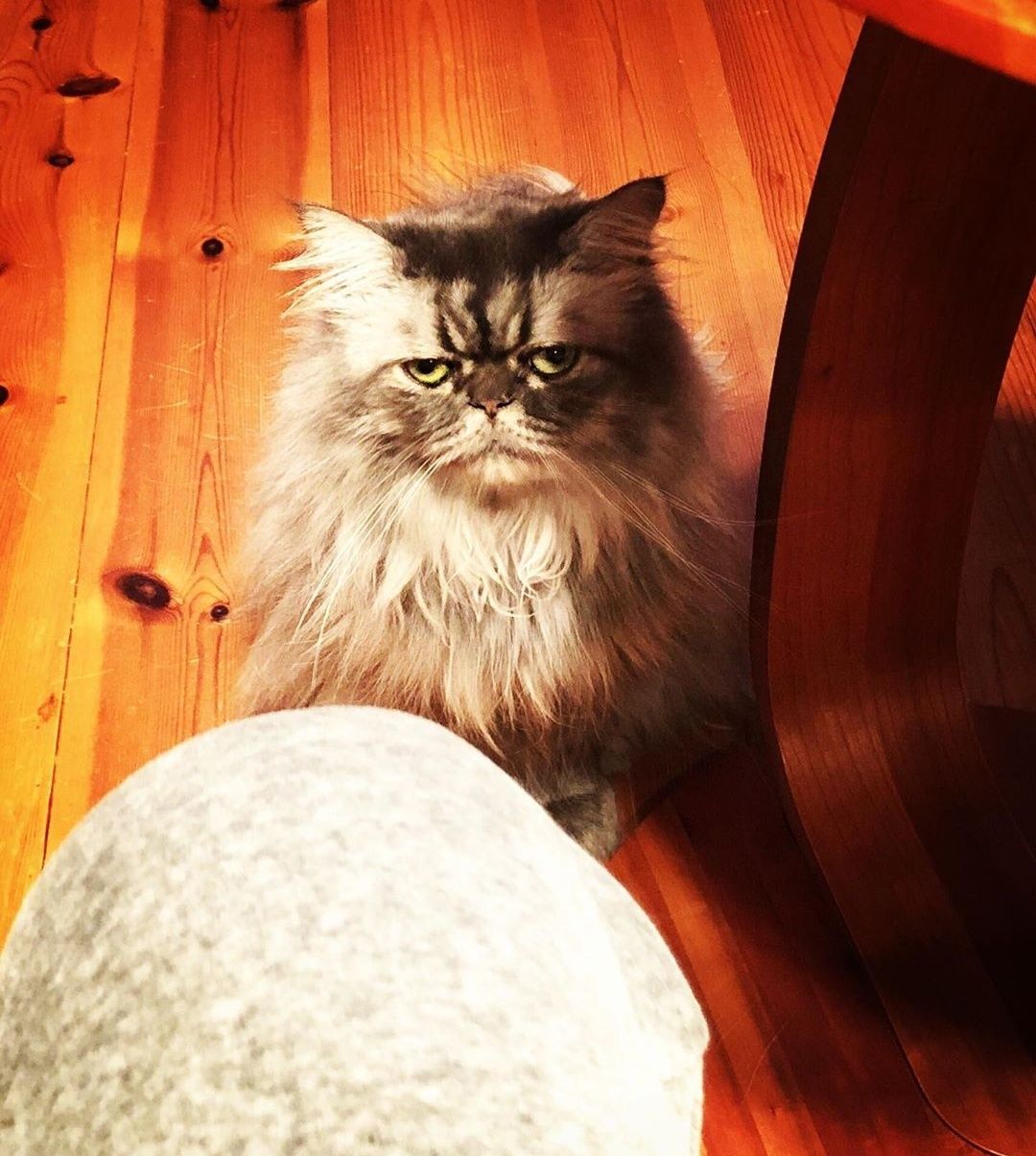 14 Funny Pictures Of Persian Cats To Make You Smile - PetPress