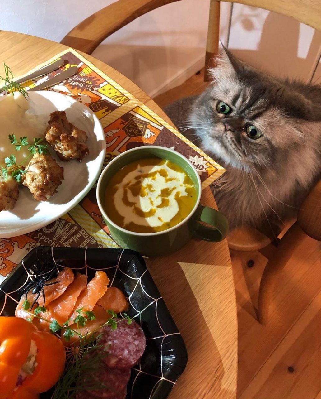 14 Funny Pictures Of Persian Cats To Make You Smile - PetPress