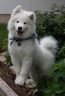 15 Facts All Samoyed Owners Should Know | Page 2 of 3 | PetPress