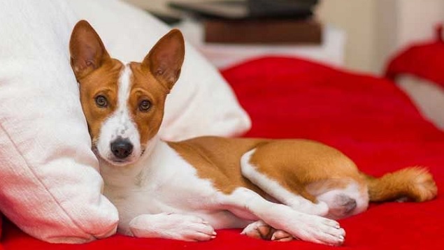 15 Things Only Basenji Owners Would Understand - PetPress