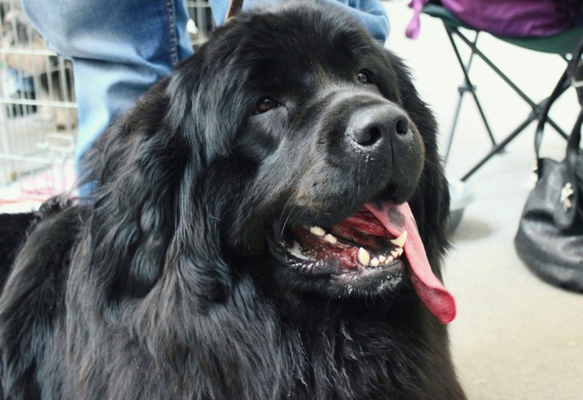 14 Newfoundland Facts That Newfie Lovers Know by Heart | PetPress