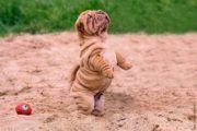 These 16 Cute Shar Pei Puppies Will Make You Fall In Love With Them ...