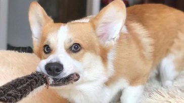 14 Of The Cutest Corgis You’ve Ever Seen! | PetPress
