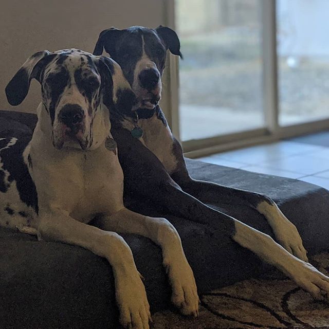 14 Great Dane Facts You Might Not Know | Page 2 of 3 | PetPress