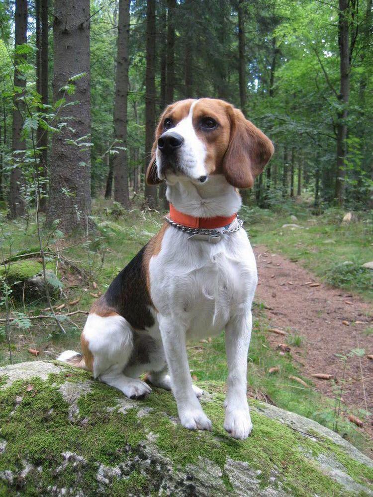 14 Things That Are Perfectly Normal For Beagles Page 3 Of 3 PetPress 14-things-that-are-perfectly-normal-for-beagles-page-3-of-3-petpress